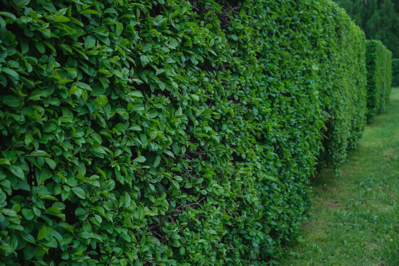Quel arbre pour une haie ? Bien choisir selon vos besoins
